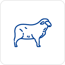 Animal Health